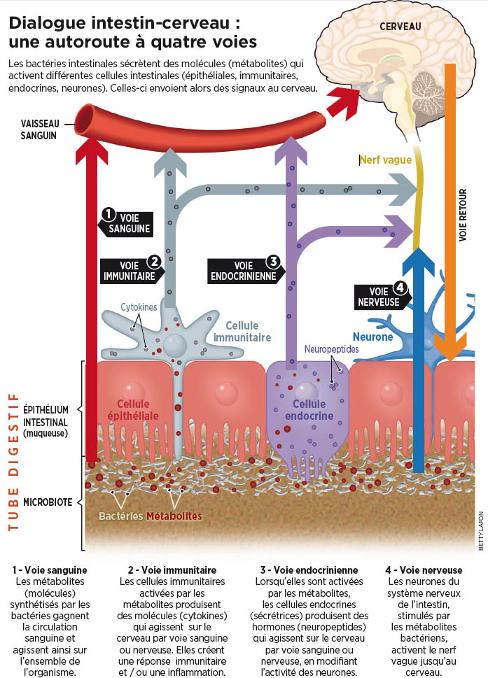 Nerf vague | MaSymbiose.fr